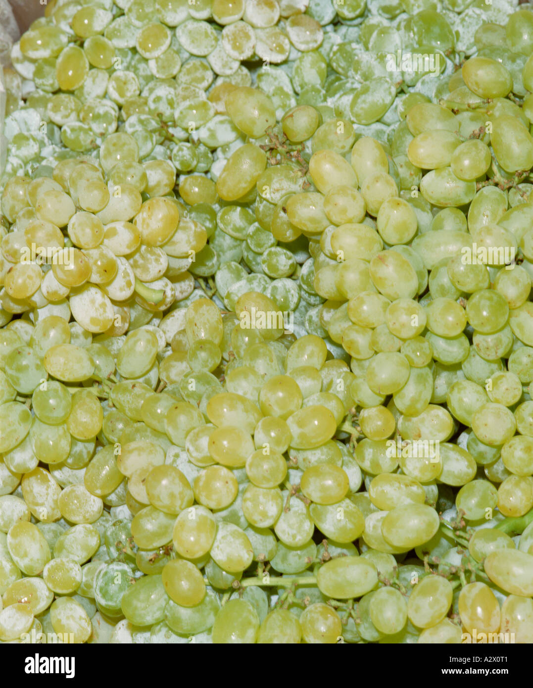 Australia. Agriculture. Crop. Close up of Sultana grapes Stock Photo ...