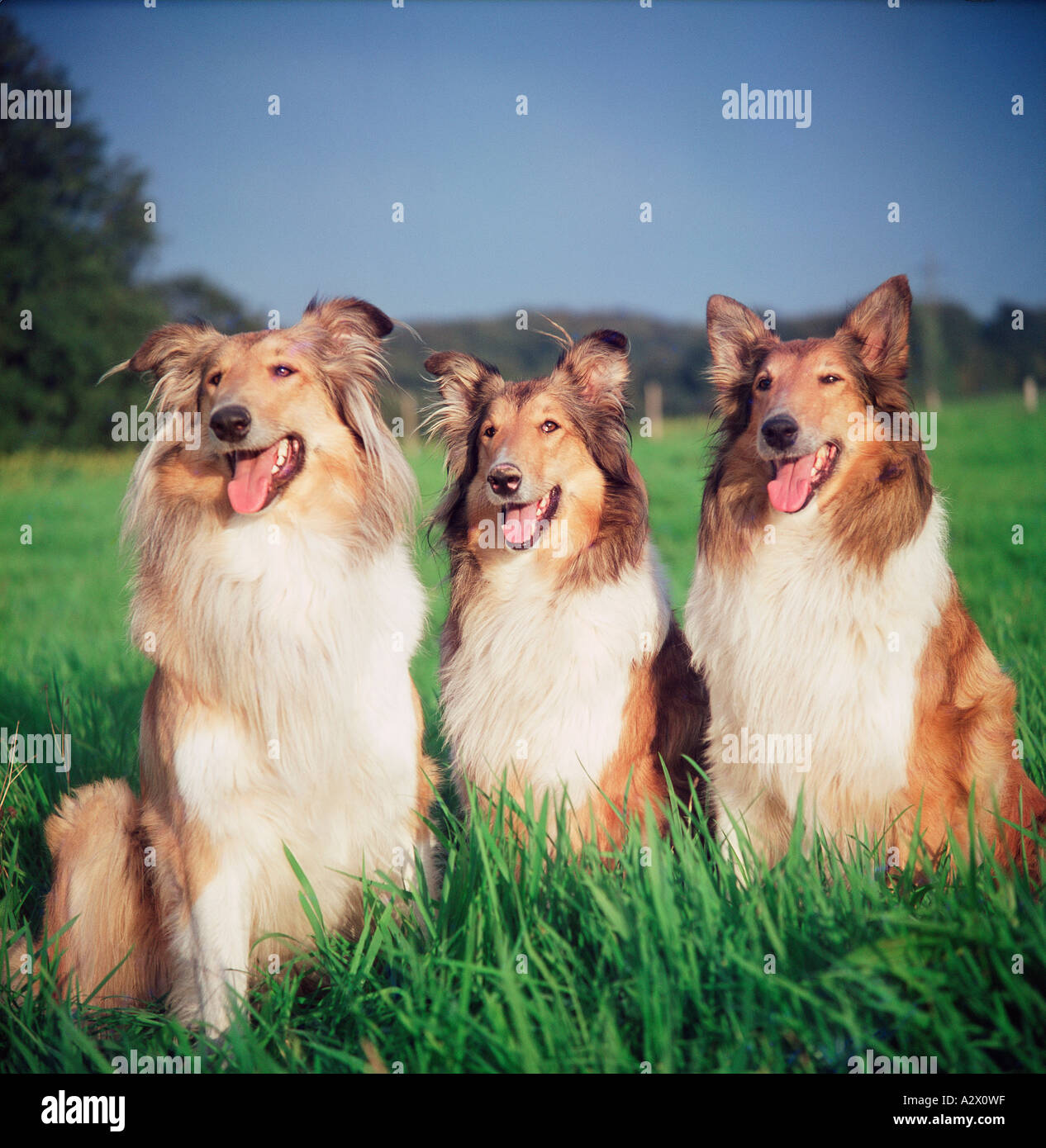 Outdoor portrait of three Collie dogs together Stock Photo - Alamy