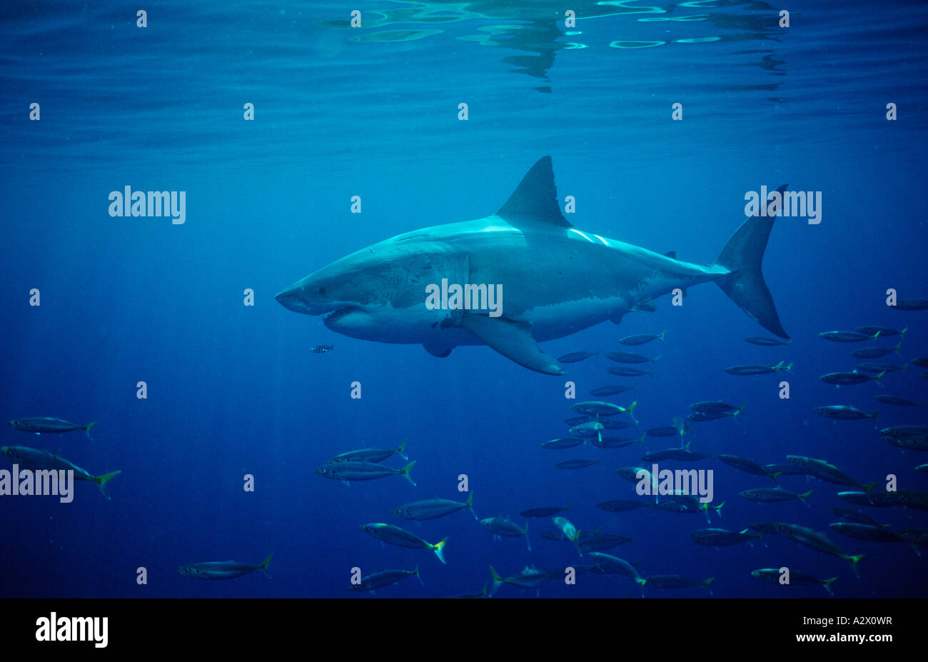 South african great white sharks hi-res stock photography and images ...