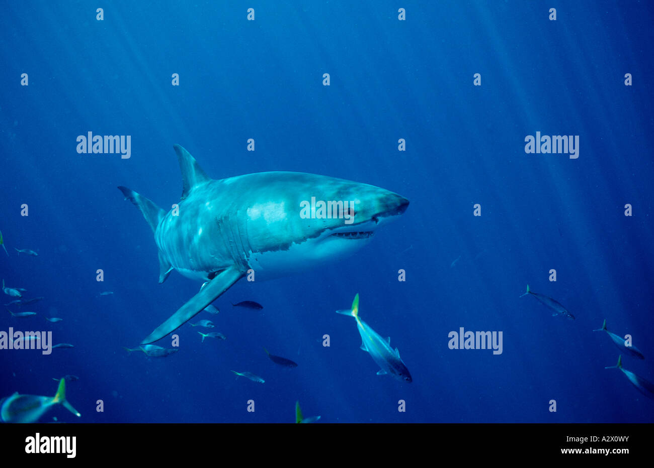 Carcharodon Capensis High Resolution Stock Photography and Images - Alamy