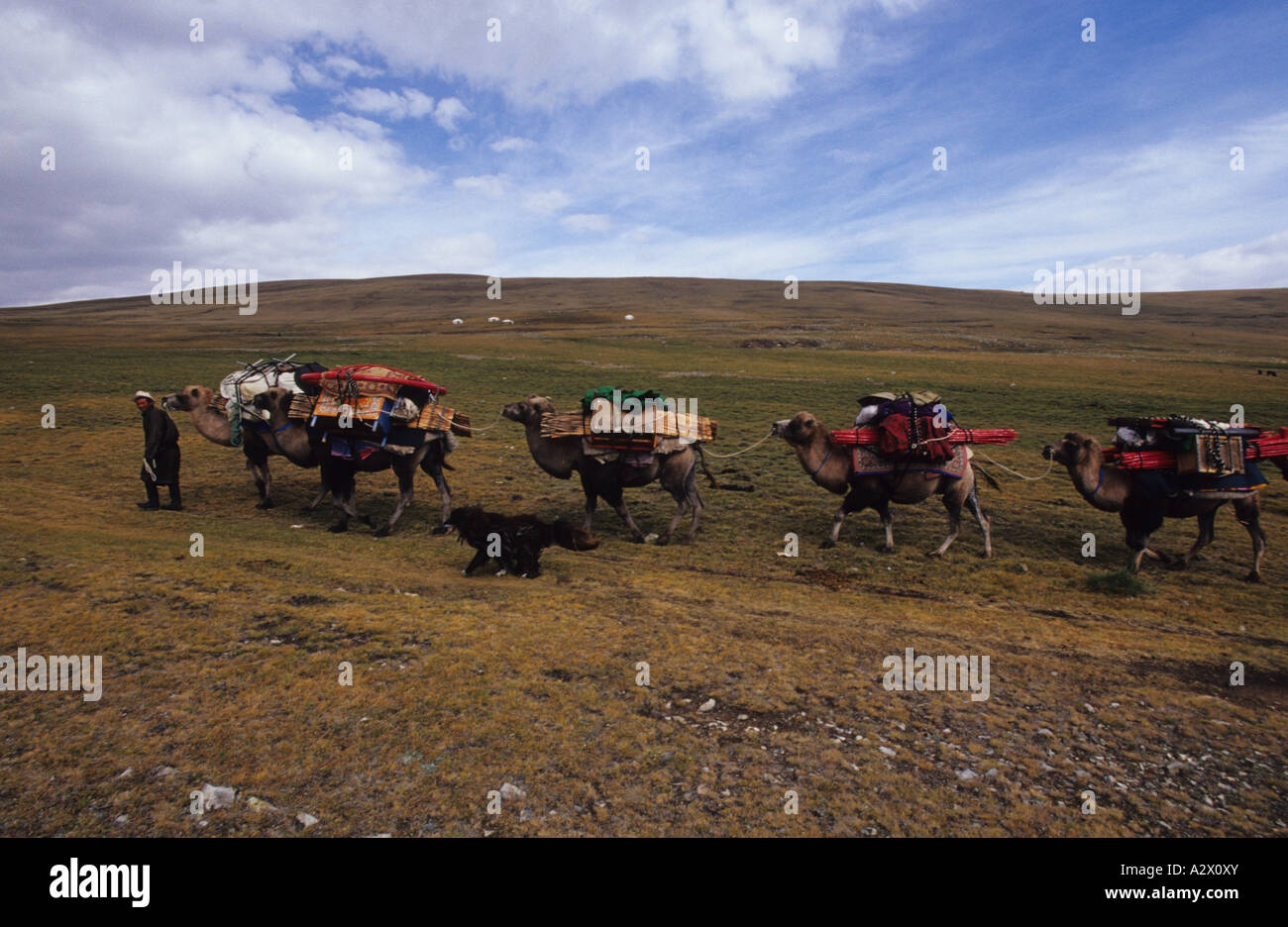 camel train mongolia Stock Photo - Alamy