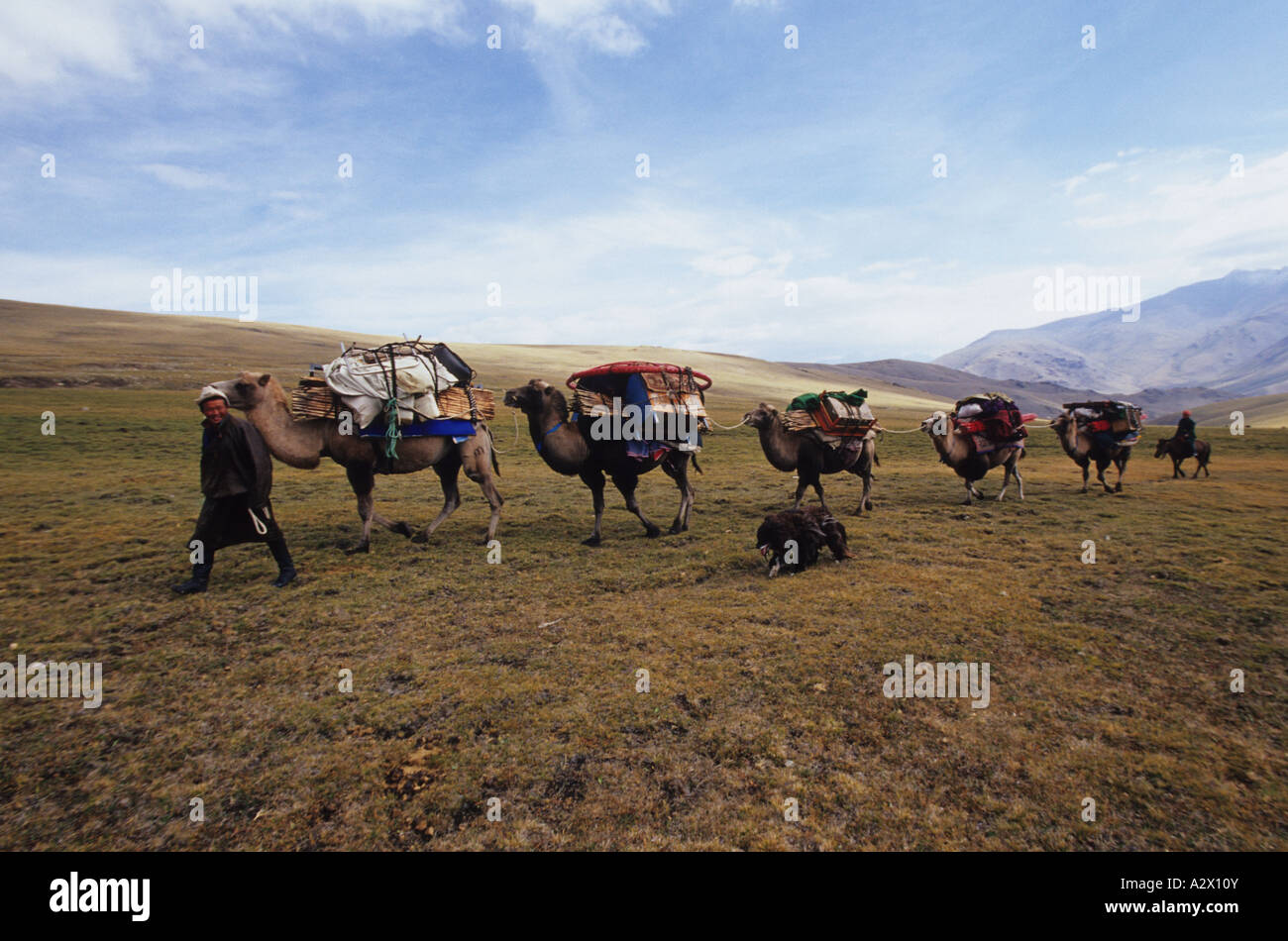 camel train mongolia Stock Photo - Alamy
