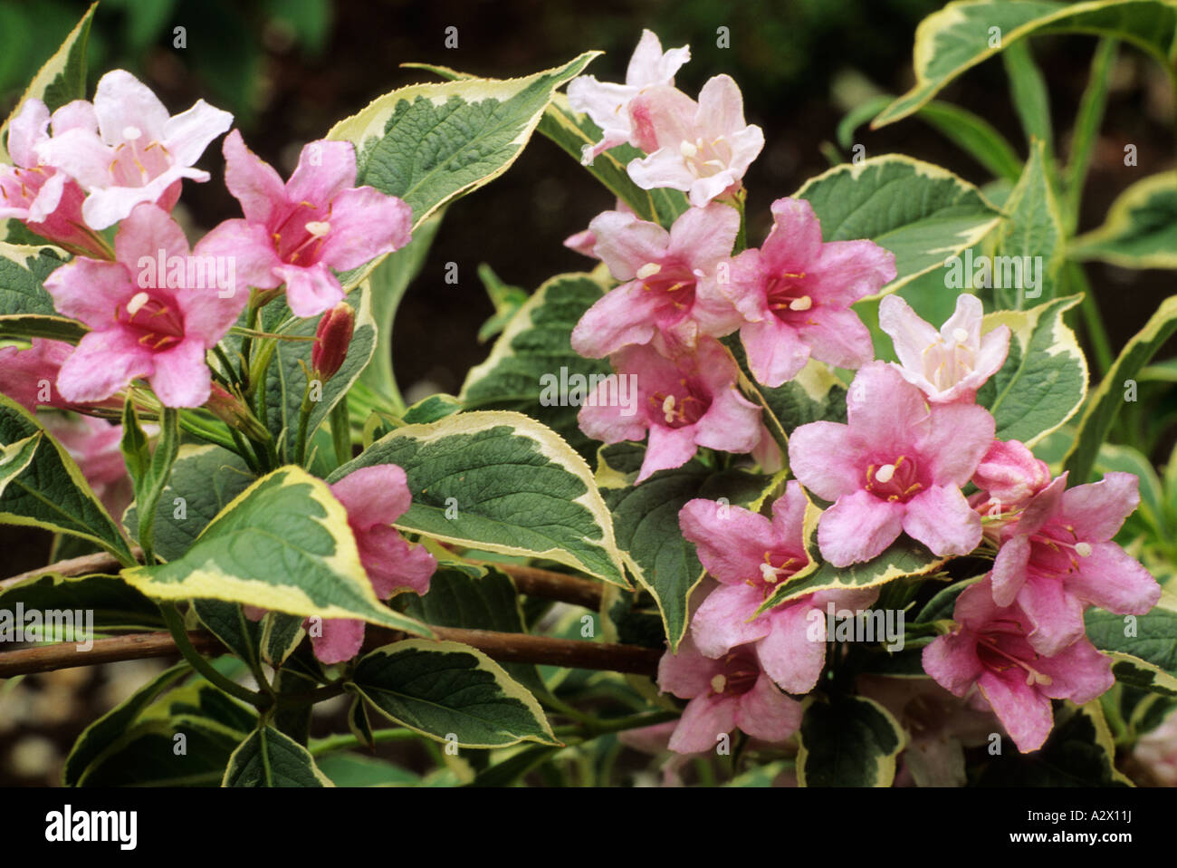 Weigela Florida Variegata Stock Photo - Alamy