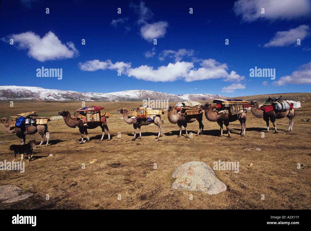 camel train mongolia Stock Photo - Alamy