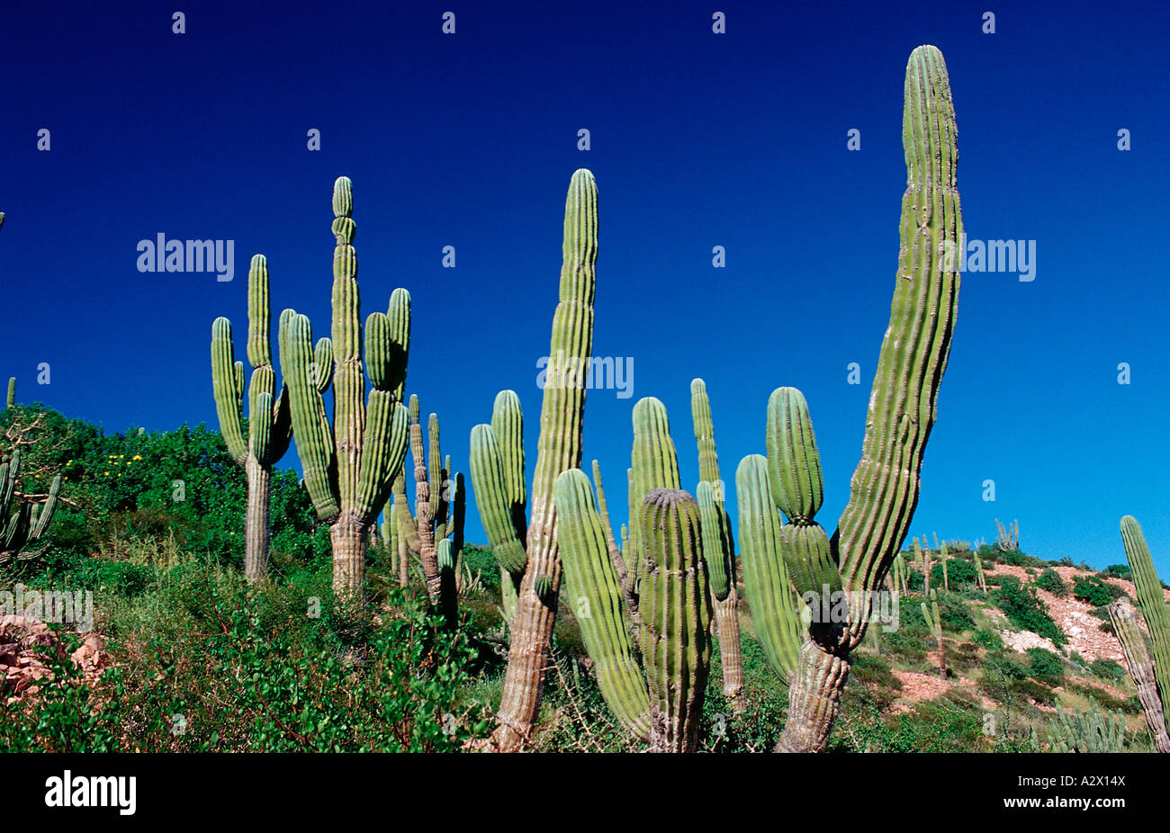 Cardon cactus in desert Pachycereus pringlei Mexico Sea of Cortez Baja ...
