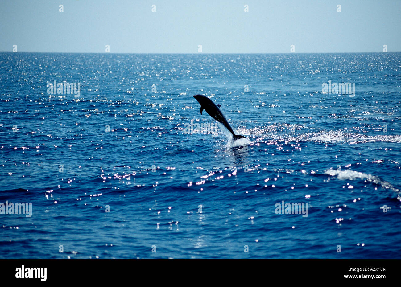 Jumping Common Dolphin Delphinus delphis Mexico Sea of Cortez Baja ...