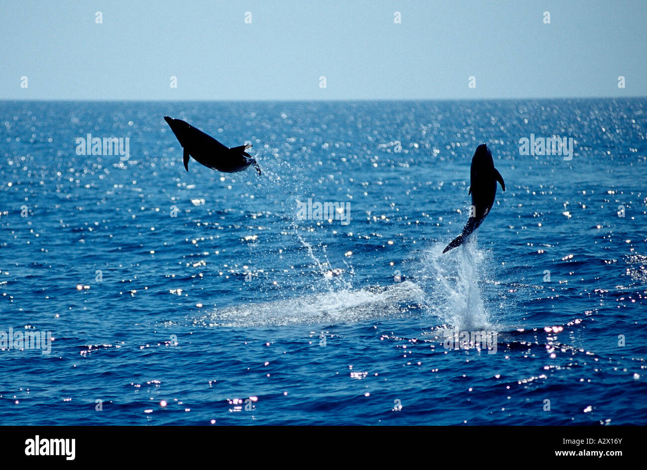 Two jumping Common Dolphins Delphinus delphis Mexico Sea of Cortez Baja ...