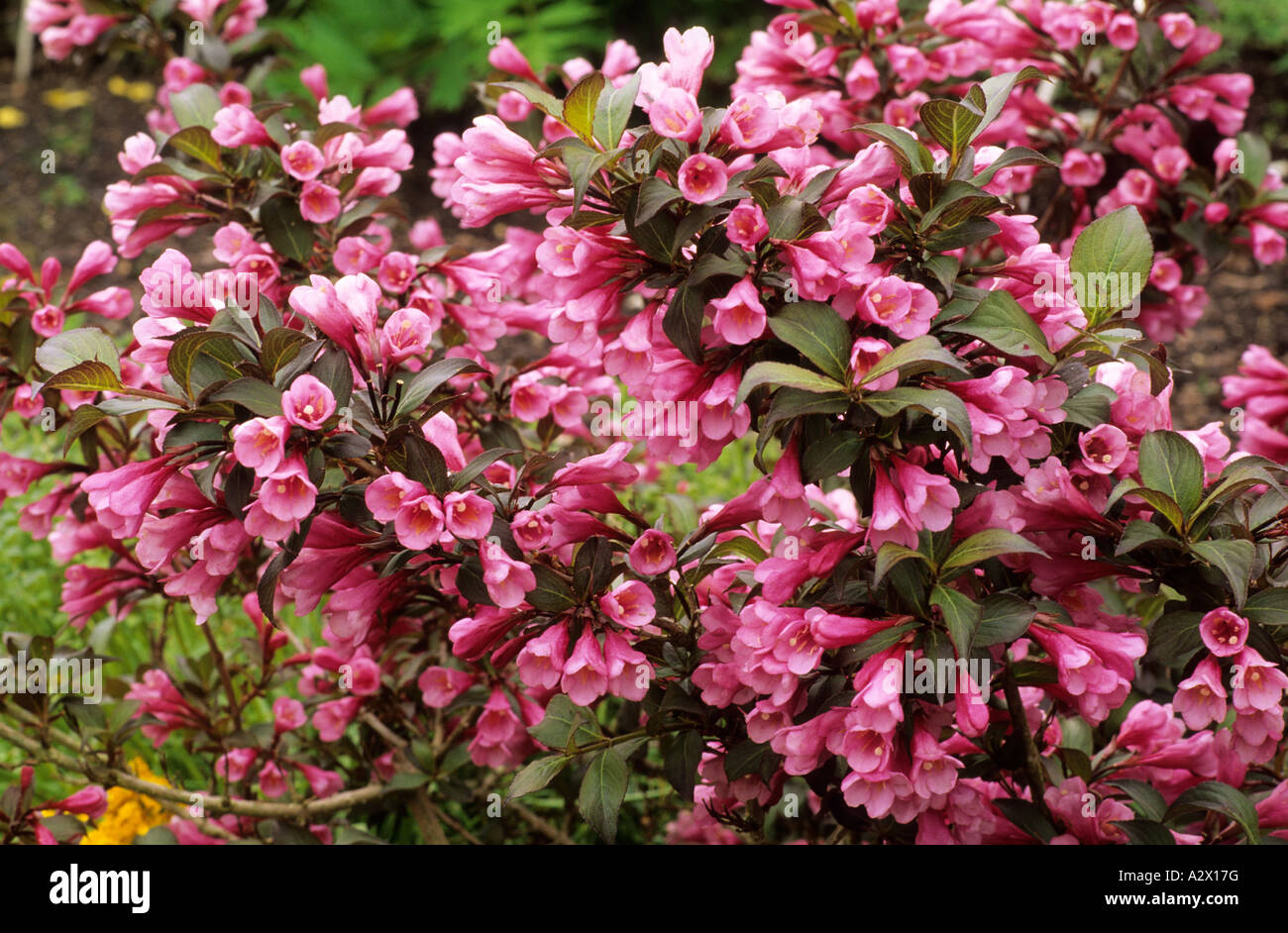 Weigela florida Foliis Purpureis Stock Photo - Alamy