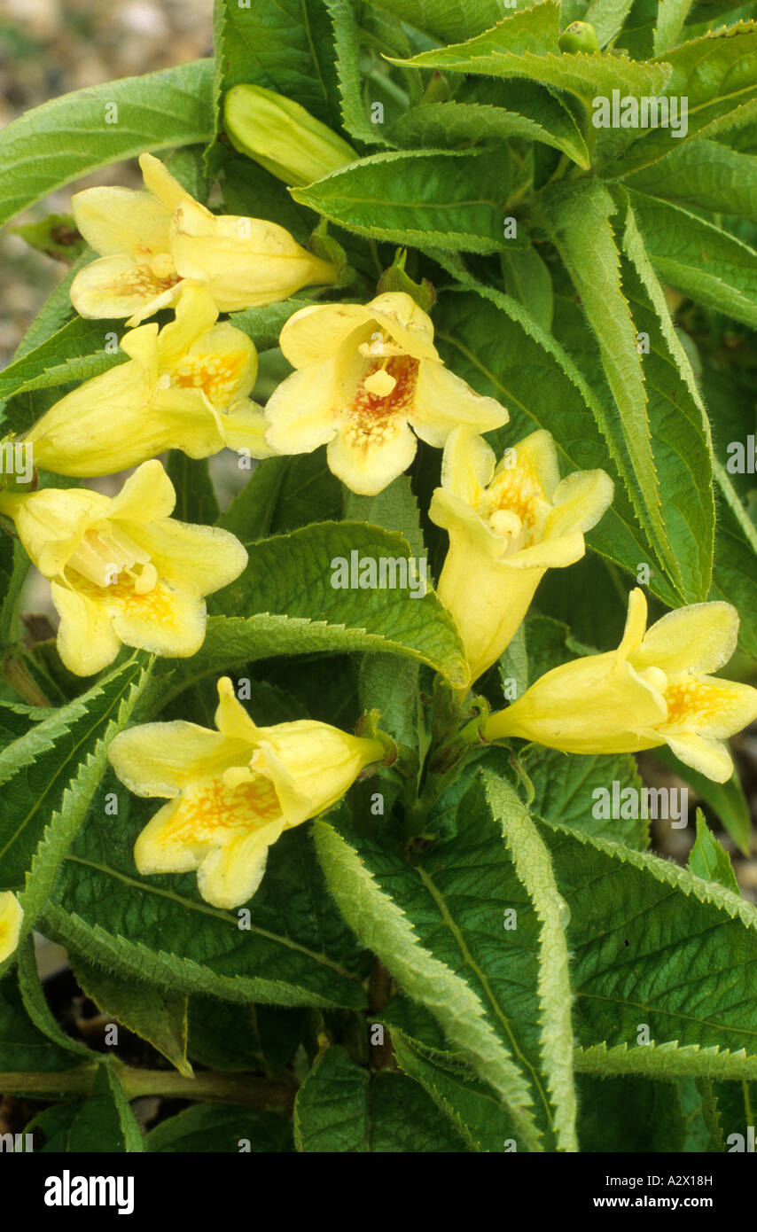Weigela middendorffiana, yellow flower, garden plant weigelas Stock ...