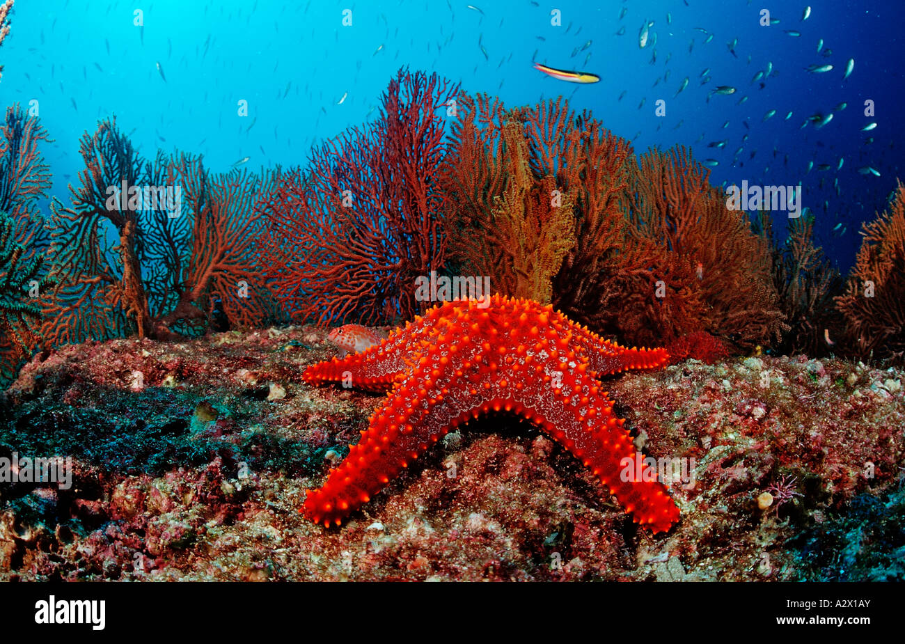 Red starfish and coral reef Asteroidea Mexico Sea of Cortez Baja ...
