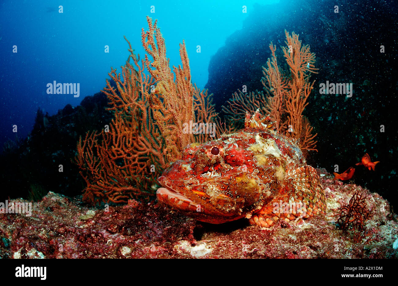 Stone Scorpionfish Scorpaena plumieri mystes Mexico Sea of Cortez Baja ...