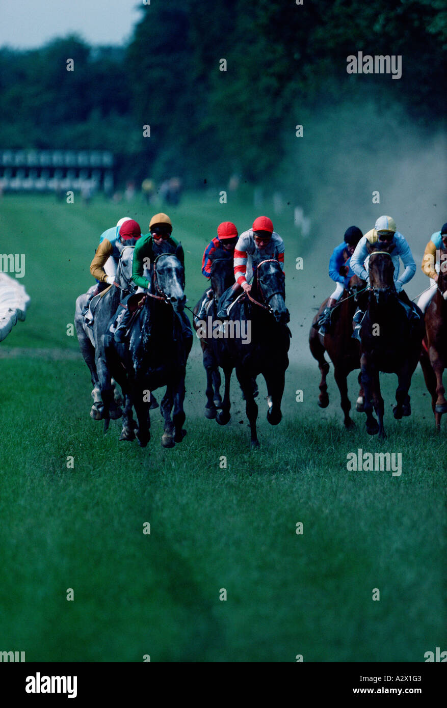 Horse race on turf Stock Photo - Alamy