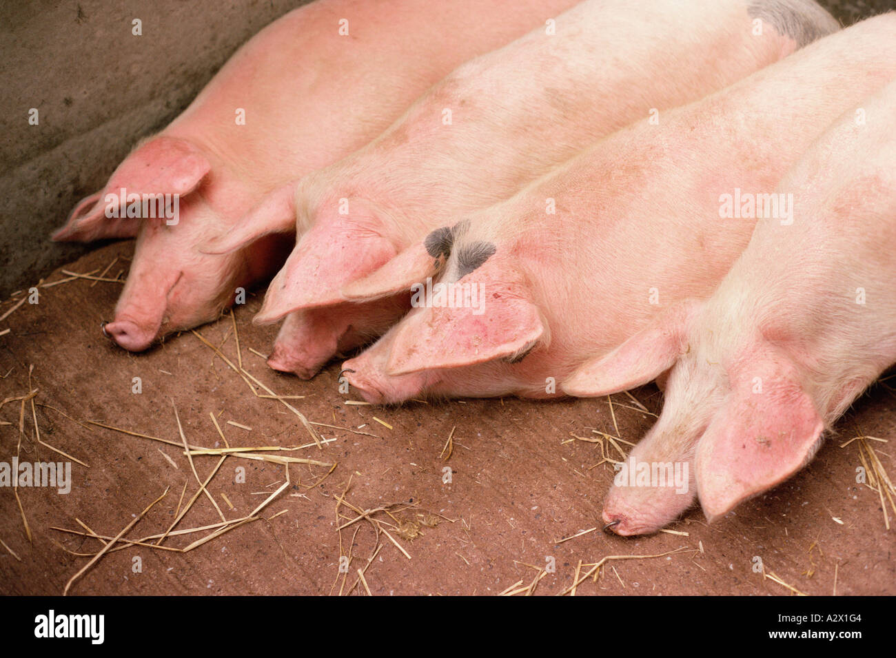 Pig farming packed hi-res stock photography and images - Alamy