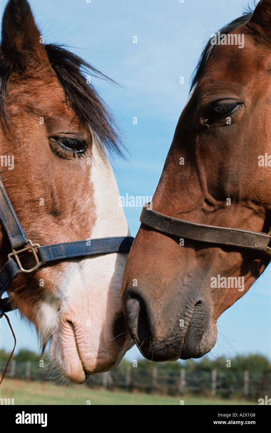 Two horse heads touching hi-res stock photography and images - Alamy