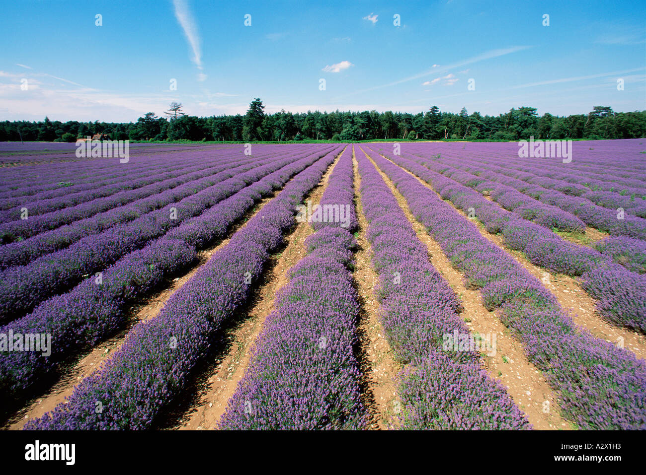 England agriculture hi-res stock photography and images - Alamy