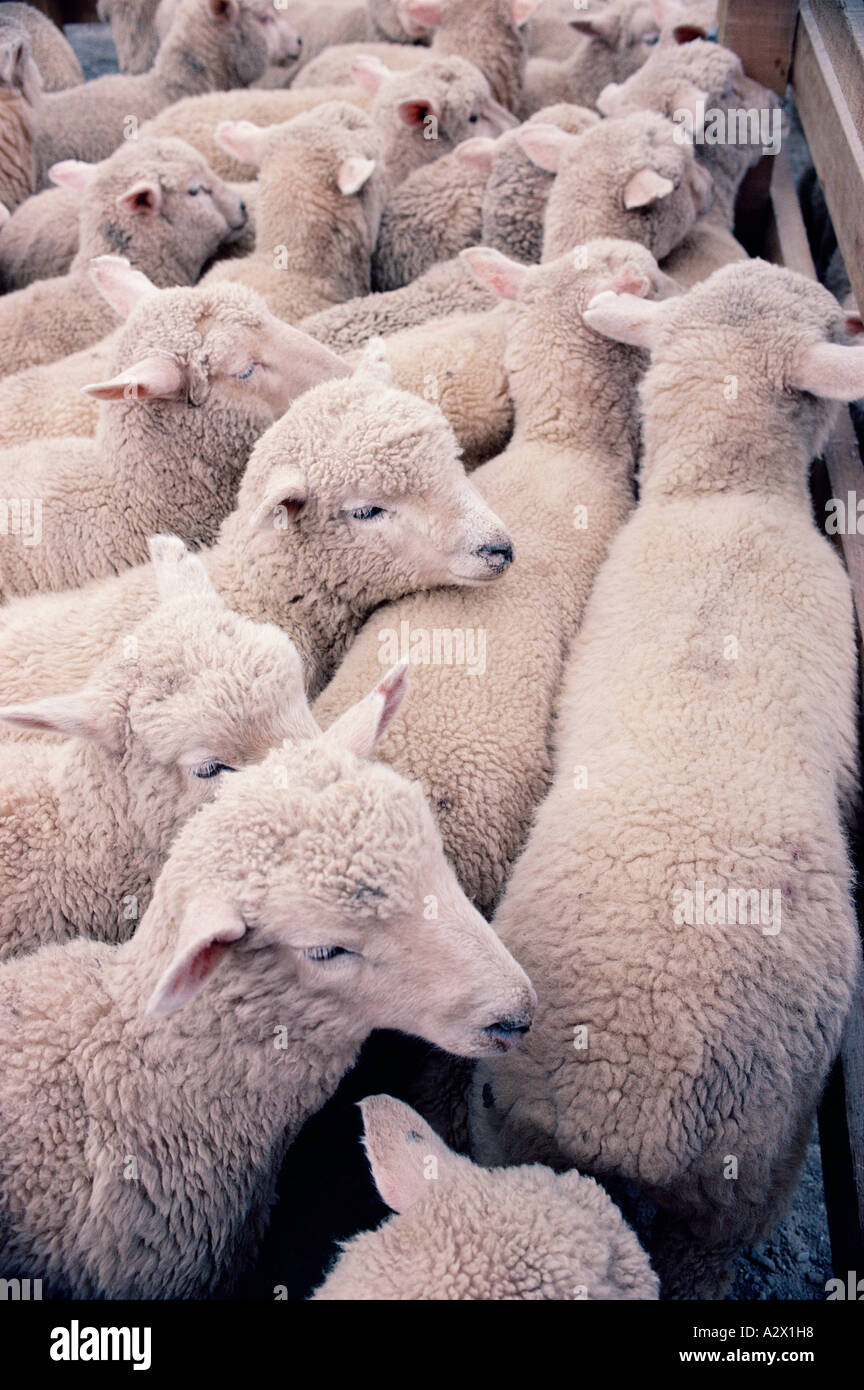 Sheep farming farming hi-res stock photography and images - Alamy