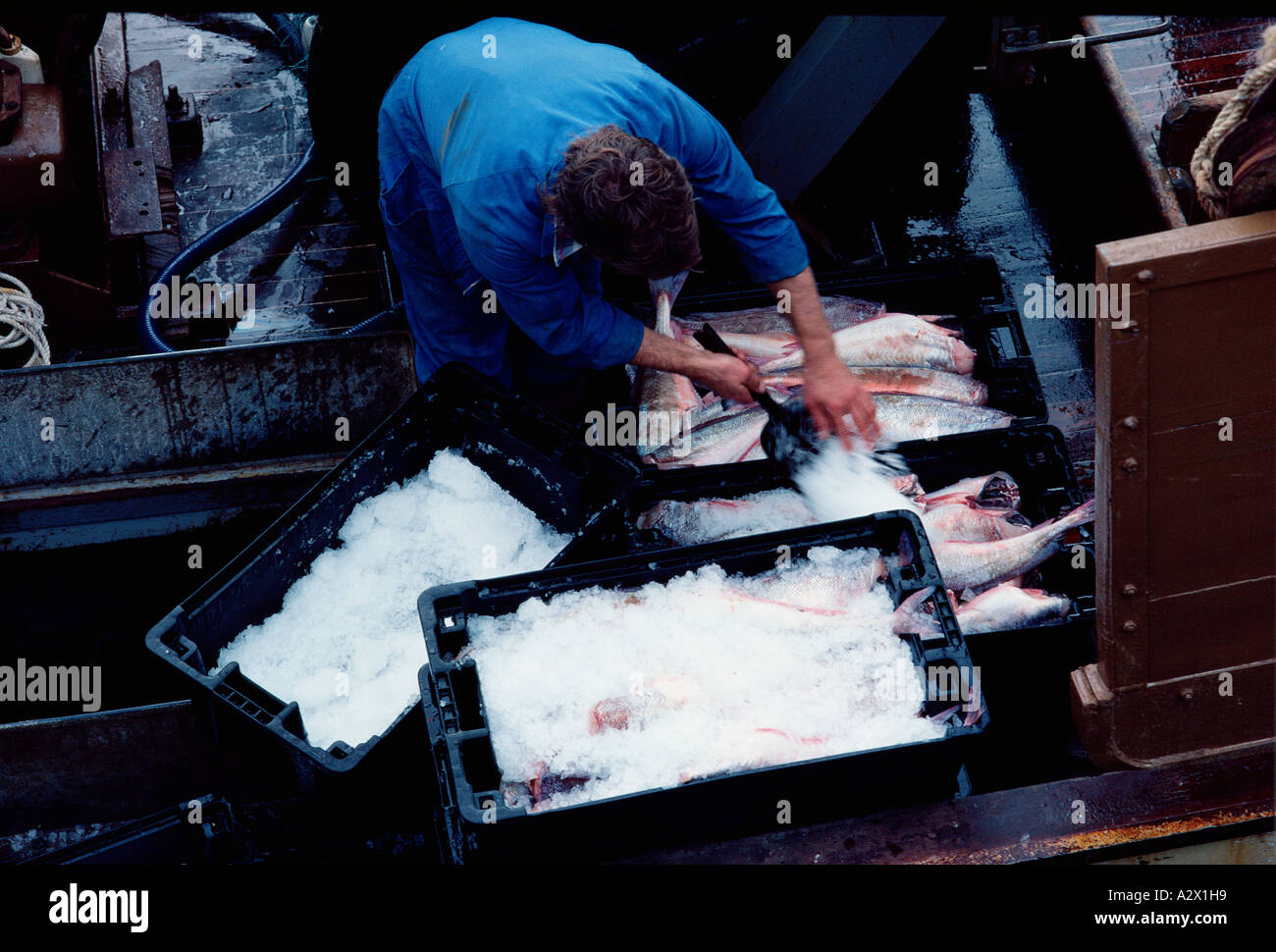 Fishing Industry. Man packing freshly caught fish in ice Stock Photo ...