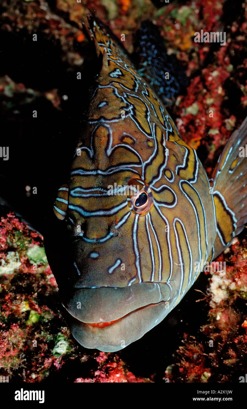 Hieroglyphic hawkfish Cirrhitus rivulatus Mexico Sea of Cortez Baja ...