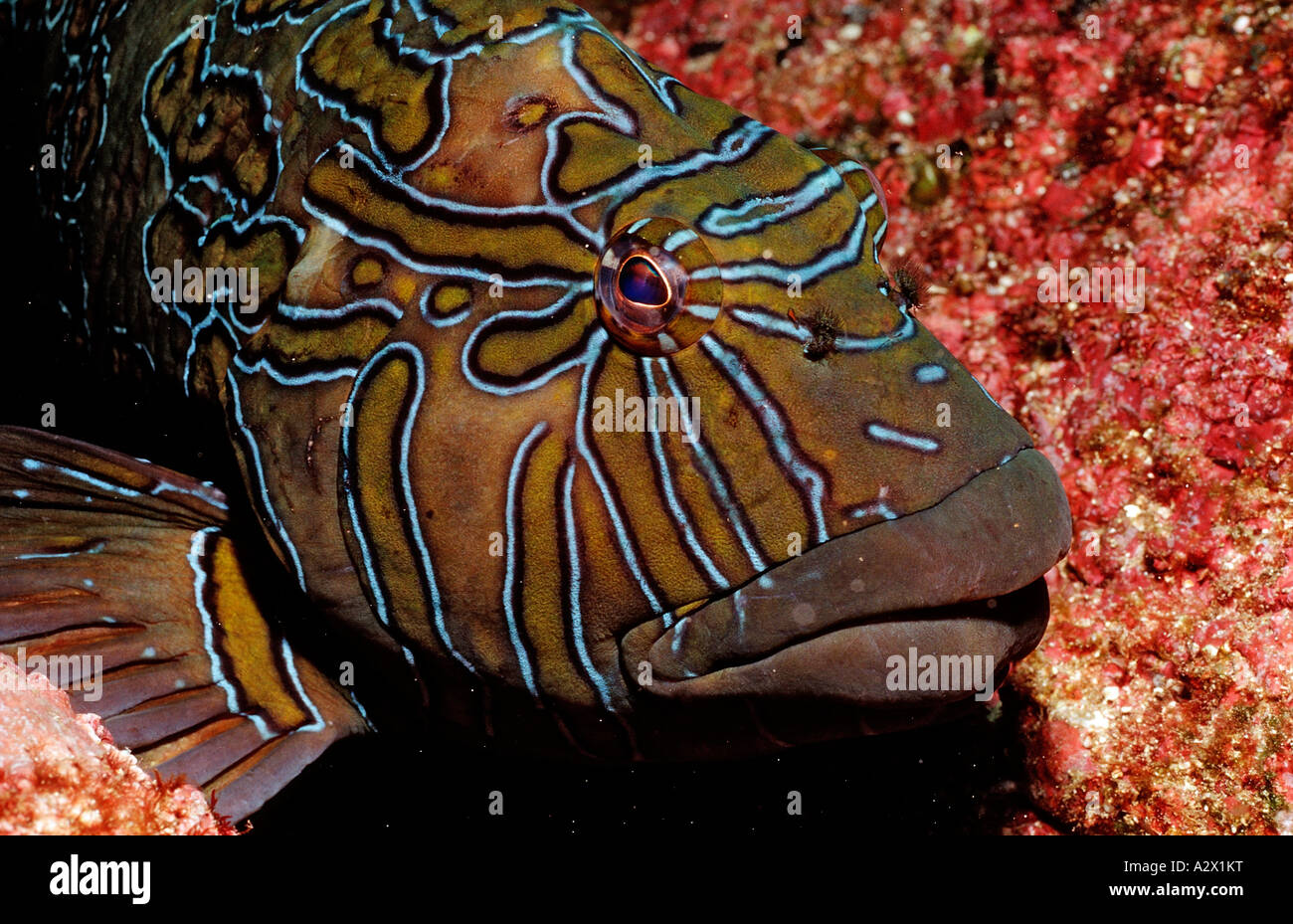 Hieroglyphic hawkfish Cirrhitus rivulatus Mexico Sea of Cortez Baja ...