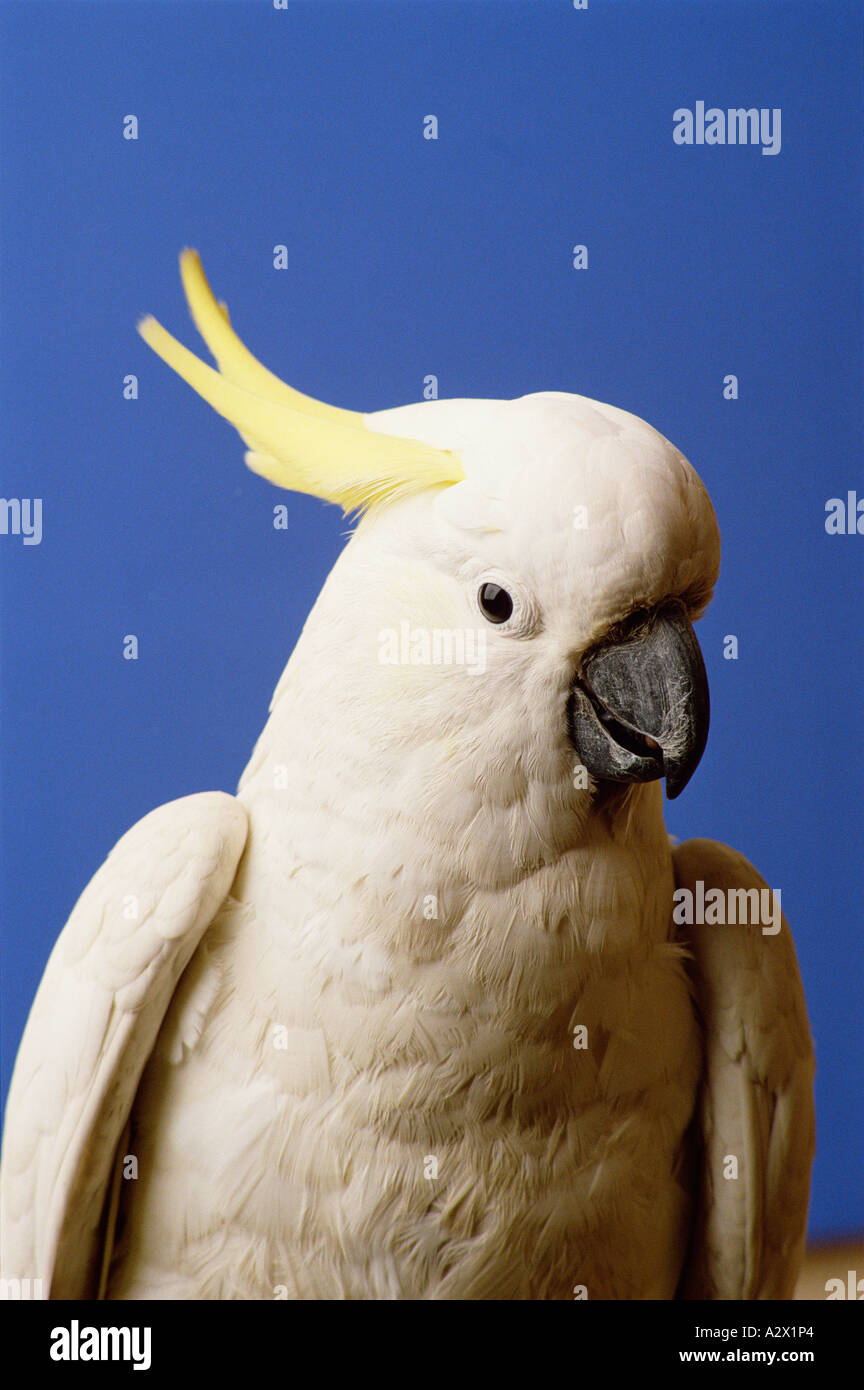 Australian tropical parrot hi-res stock photography and images - Alamy