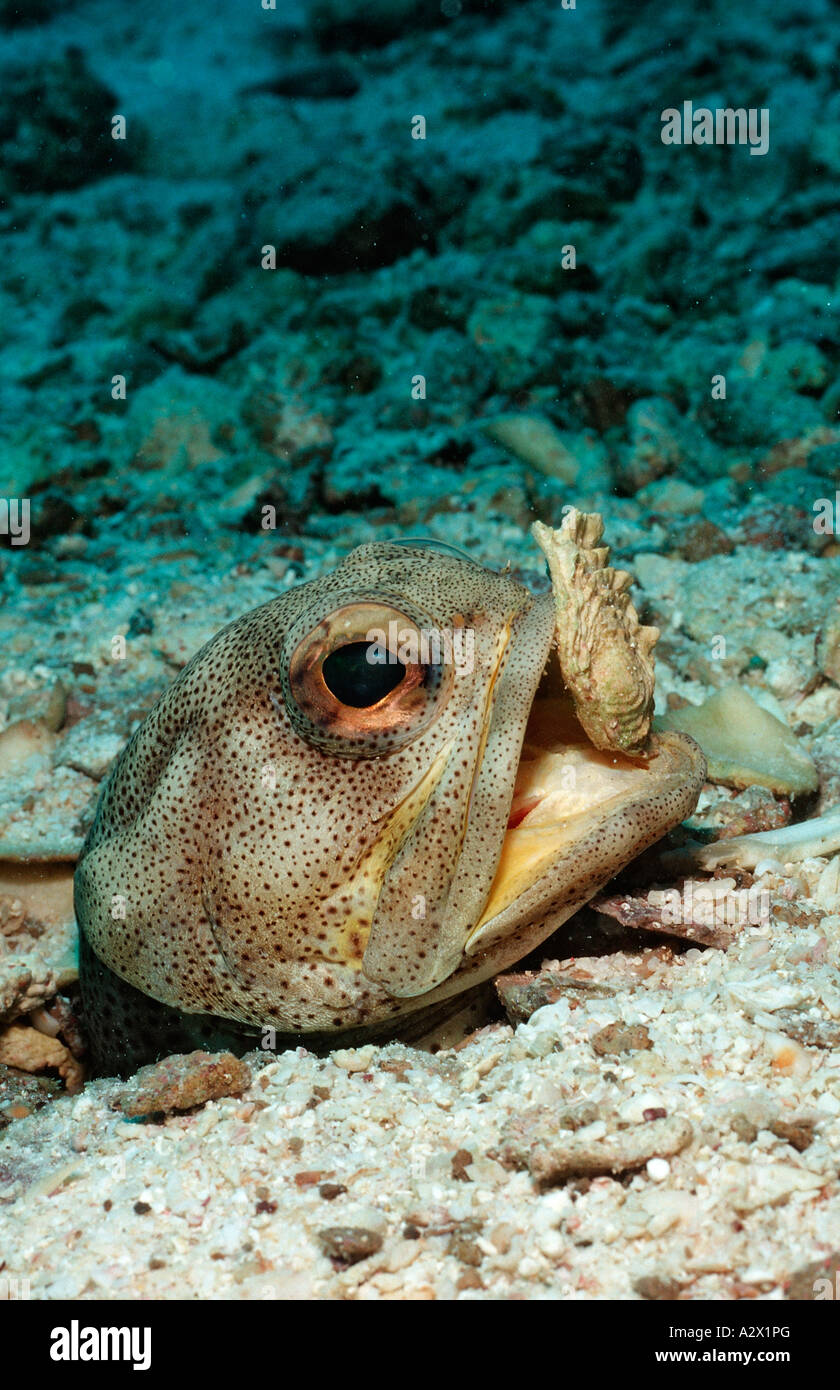 Jawfish mouth brooding hi-res stock photography and images - Alamy