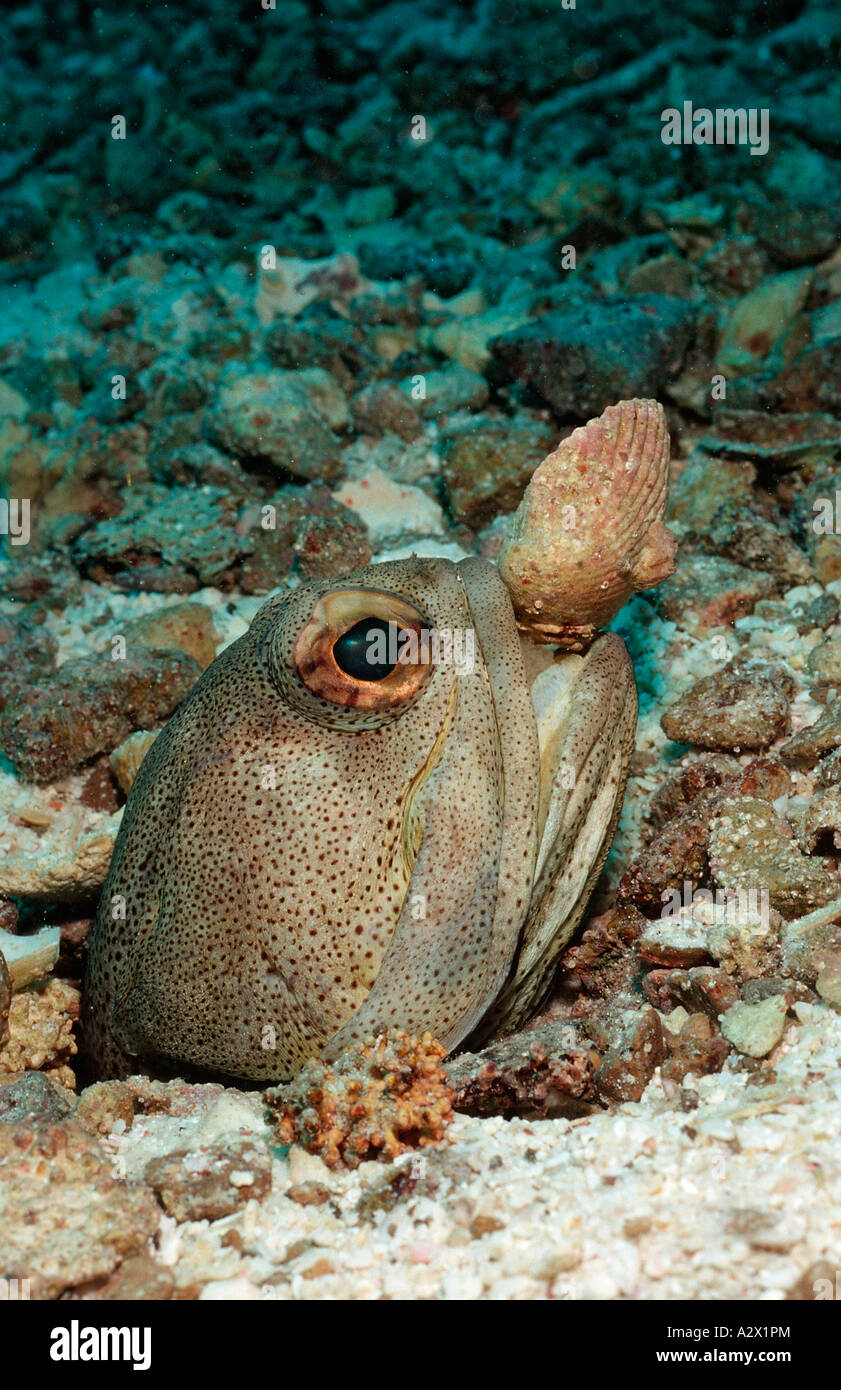 Giant jawfish hi-res stock photography and images - Alamy
