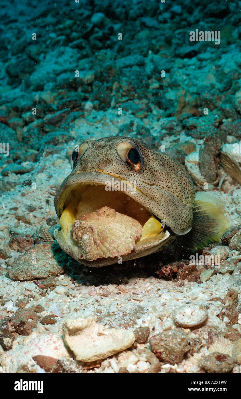 Giant jawfish digging hole Opistognathus rhomaleus Mexico Sea of Cortez ...