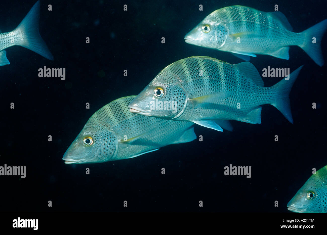 Pacific Dog Snapper Lutjanus novemfasciatus Mexico Sea of Cortez Baja ...