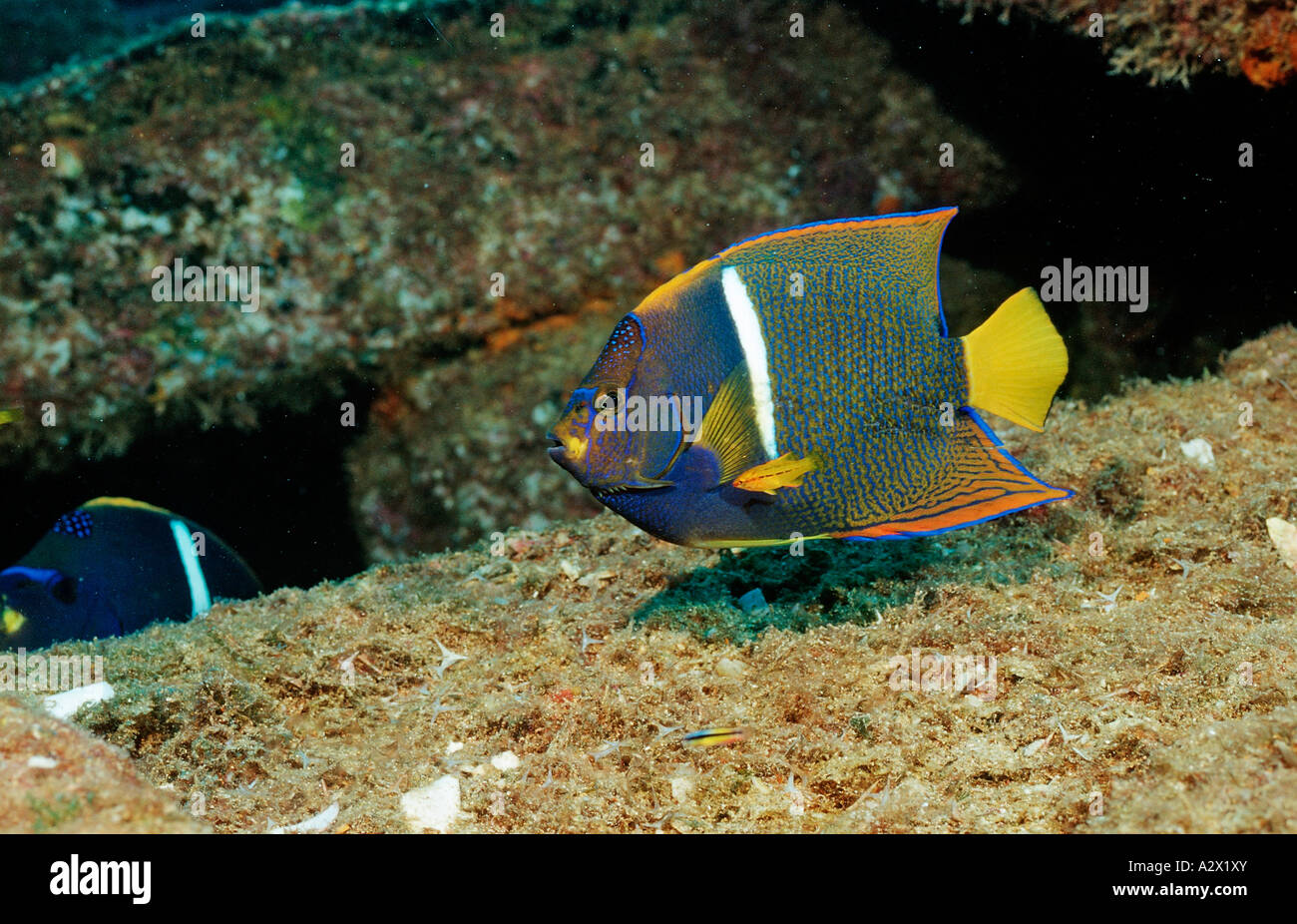 King angelfish Holocanthus passer Mexico Sea of Cortez Baja California ...