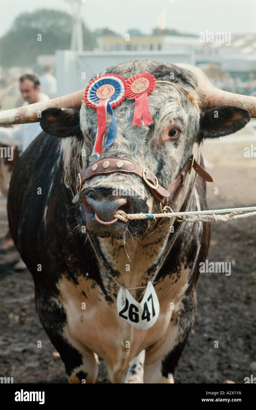Prize cattle hi-res stock photography and images - Alamy