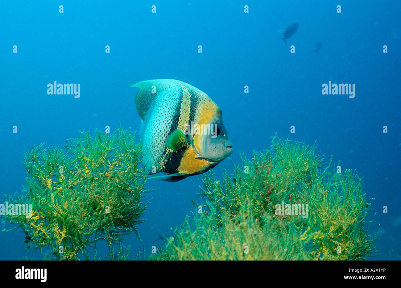 Cortez angelfish Pomacanthus zonipectus Mexico Sea of Cortez Baja ...