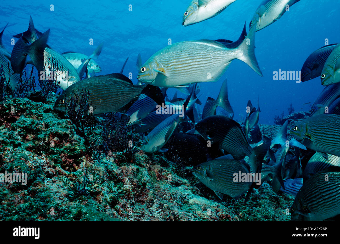 Rabbitfish Siganus sp Mexico Sea of Cortez Baja California La Paz Stock ...