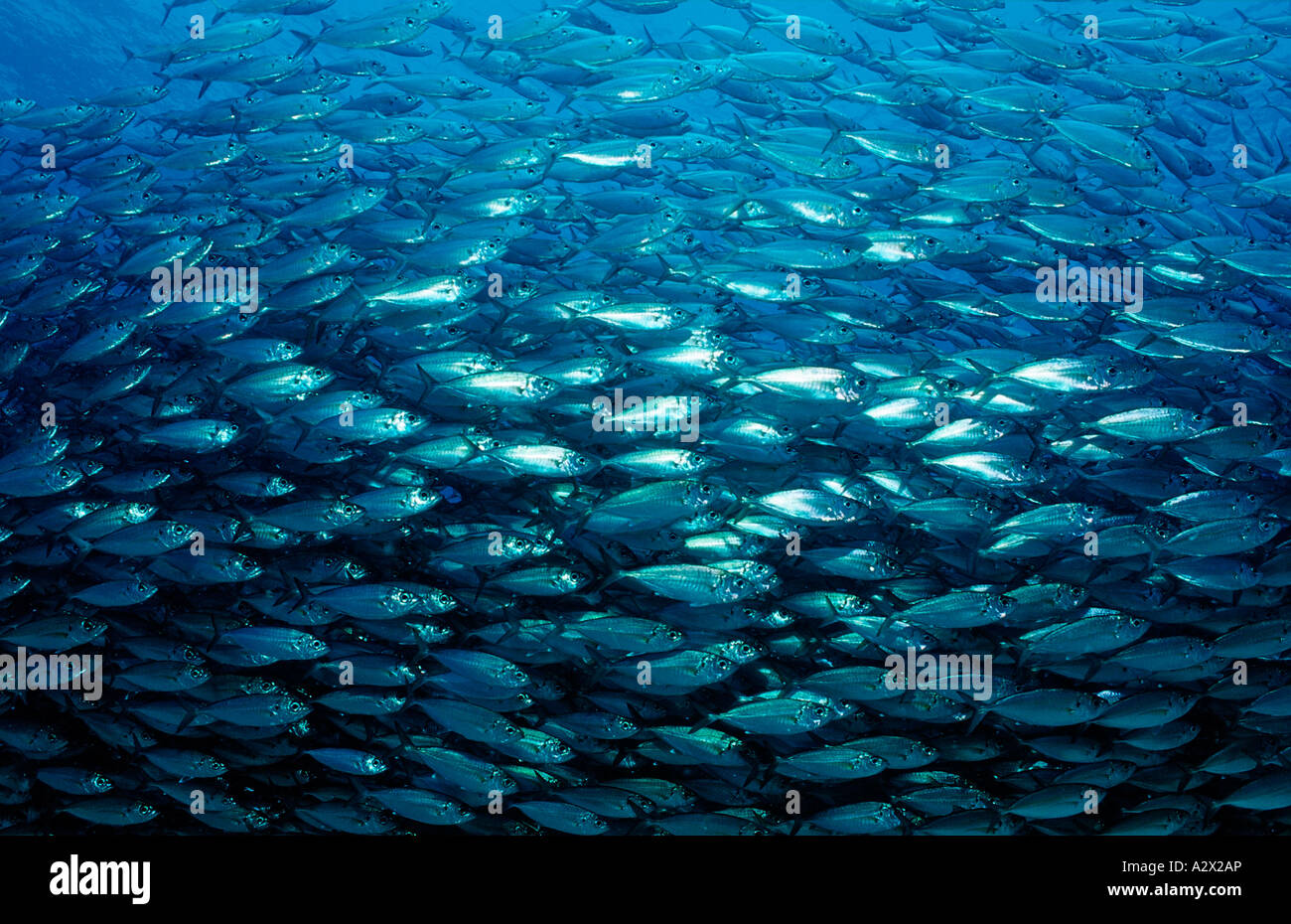 Schooling Pacific chub mackerel Macarela estornino Scomber japonicus ...