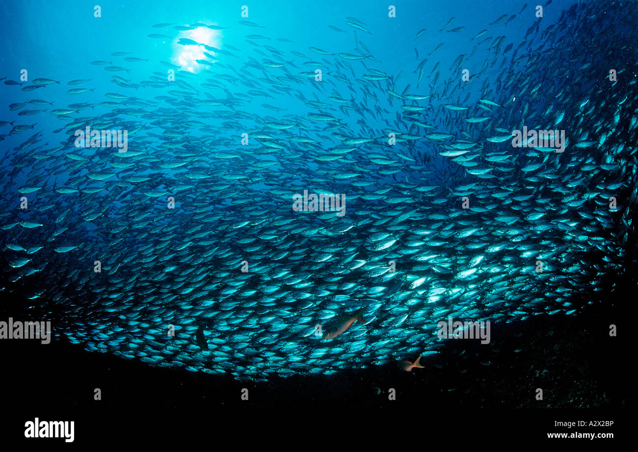 Pacific chub mackerel scomber japonicus hi-res stock photography and ...