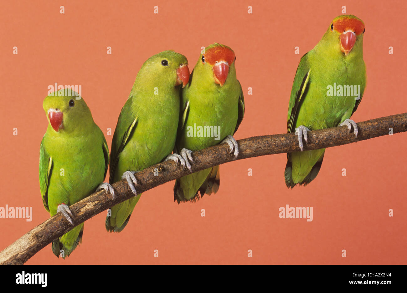 Abyssinian lovebirds hi-res stock photography and images - Alamy