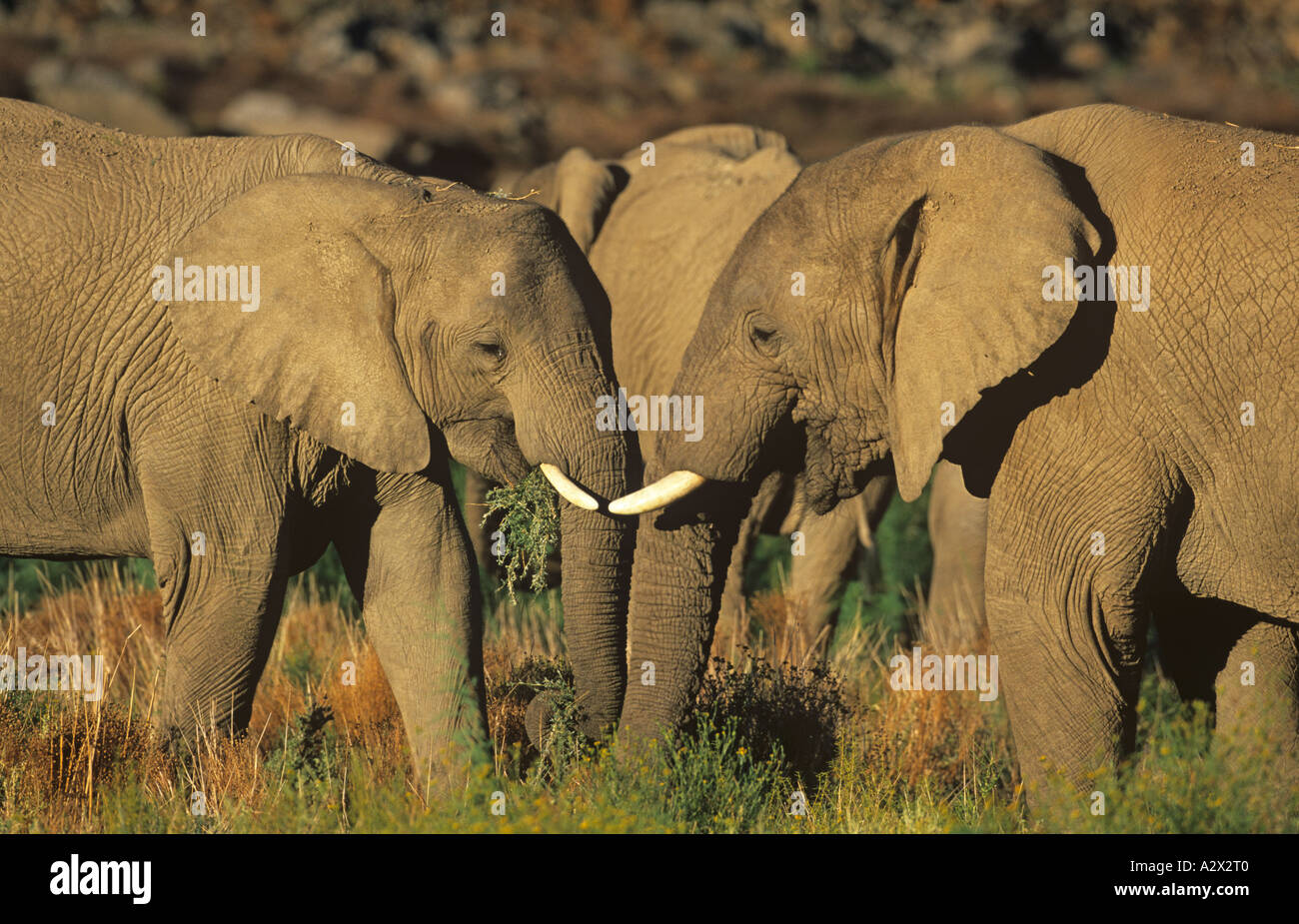 Group elephants greeting hi-res stock photography and images - Alamy