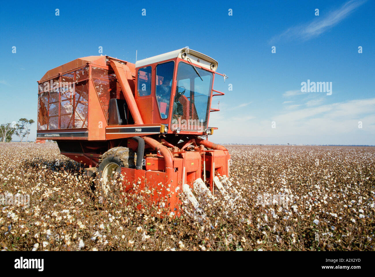 Australia. Agriculture. Harvesting cotton crop Stock Photo - Alamy