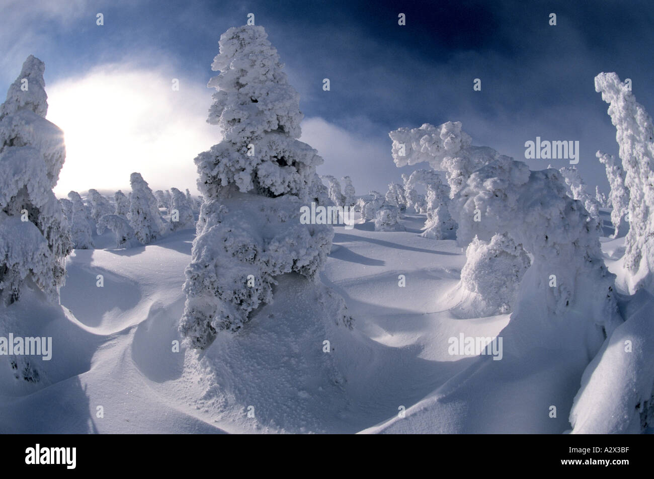 Parc de la Gaspesie in winter Gaspésie Stock Photo - Alamy