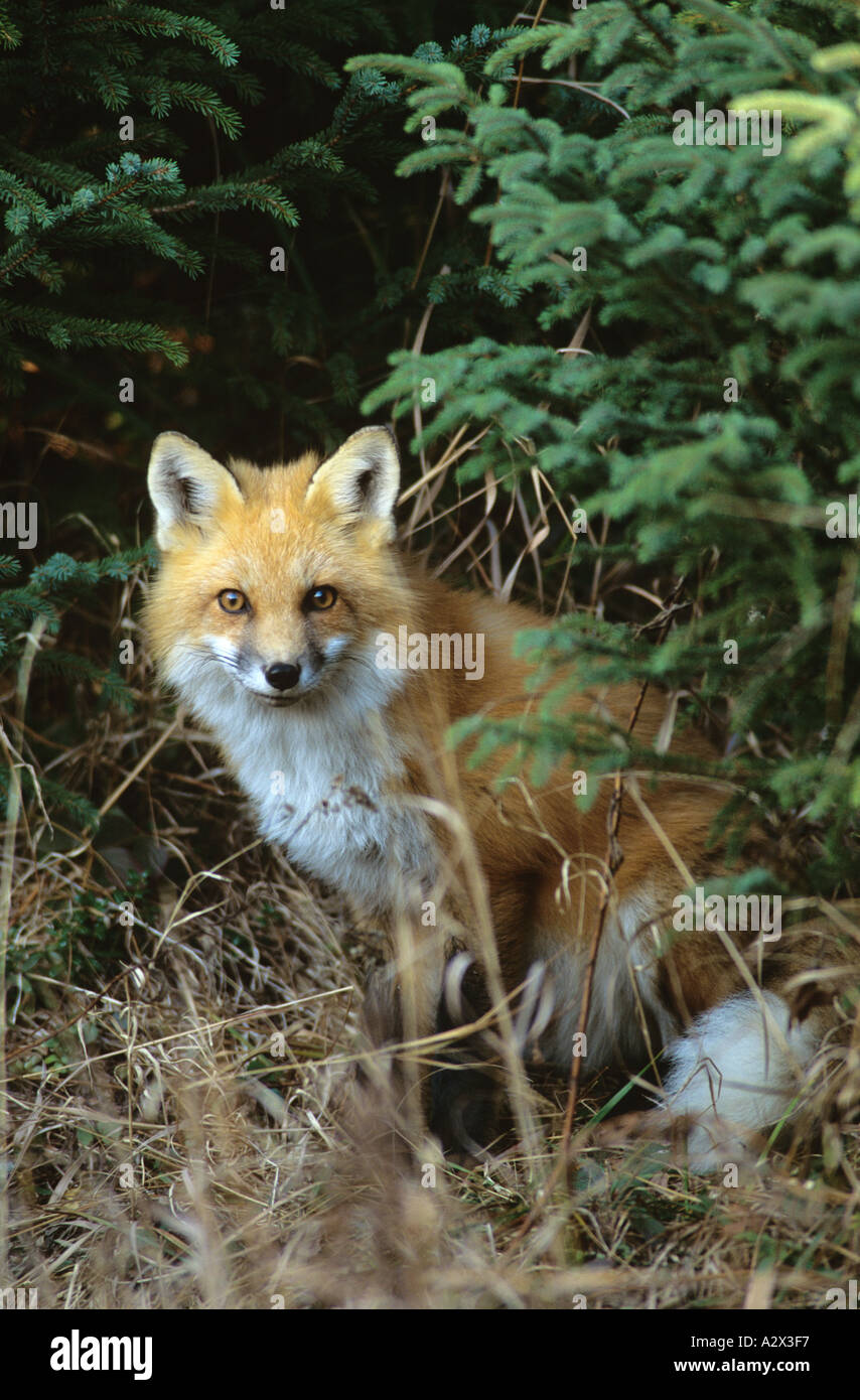 red fox Anticosti Island Quebec Province Canada Stock Photo - Alamy