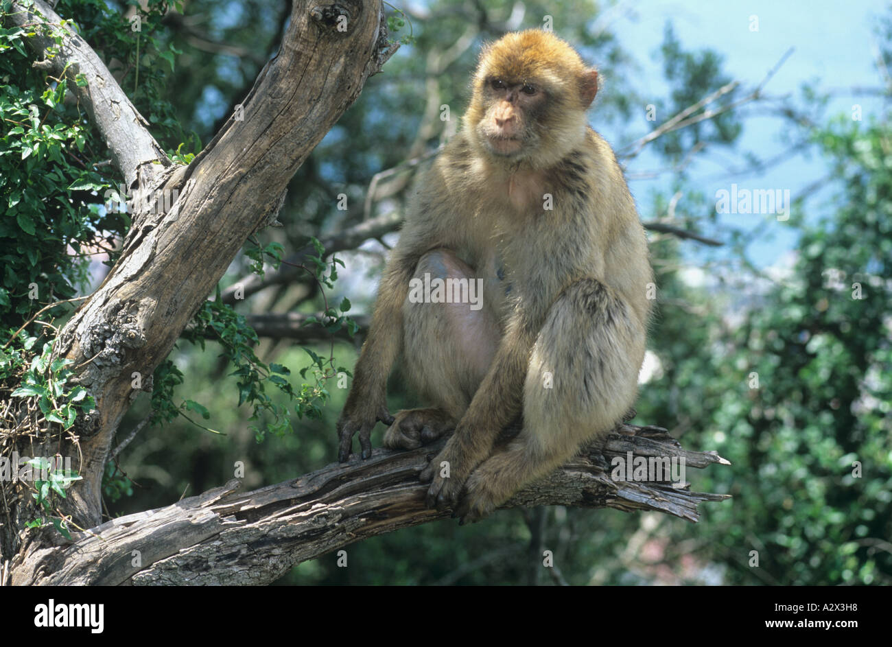 Barbary macaque Macaca sylvanus, also known as Barbary ape on the Rock ...