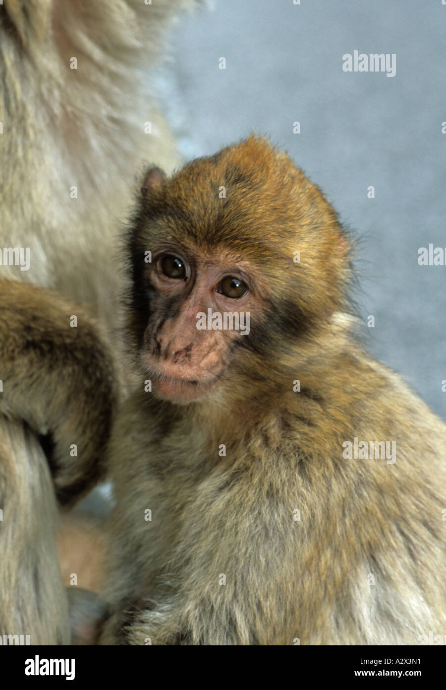 Barbary macaque Macaca sylvanus, also known as Barbary ape on the Rock ...