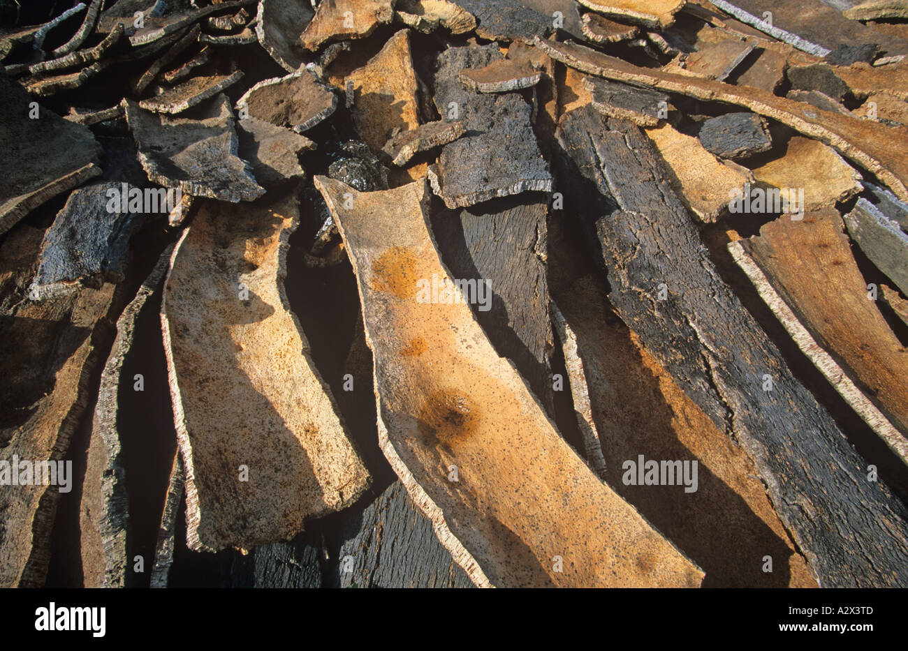 The Alcornacales Largest Cork Oak Forest in Andulucia Southern Spain ...