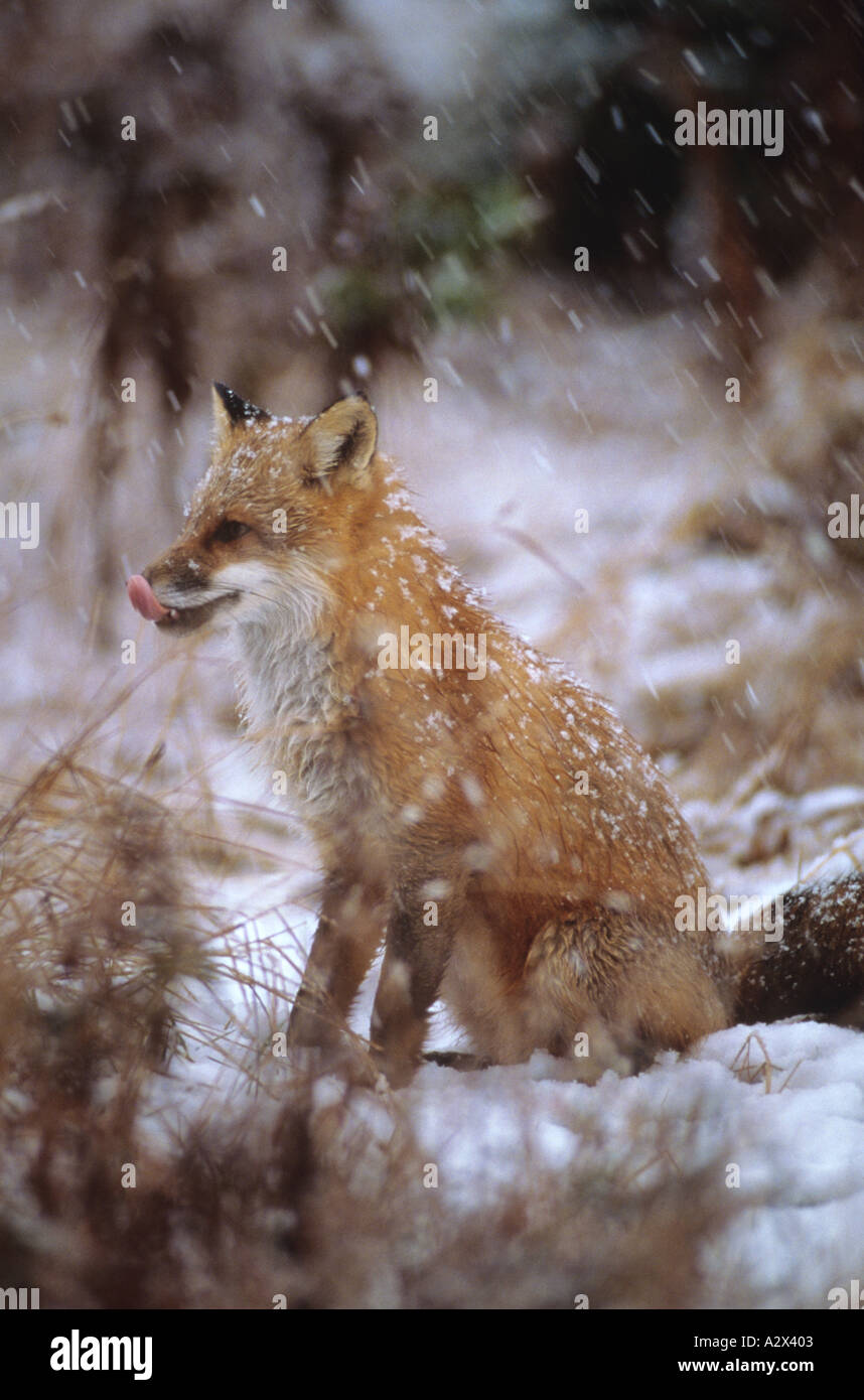 red fox Anticosti island Quebec Province Canada Stock Photo - Alamy