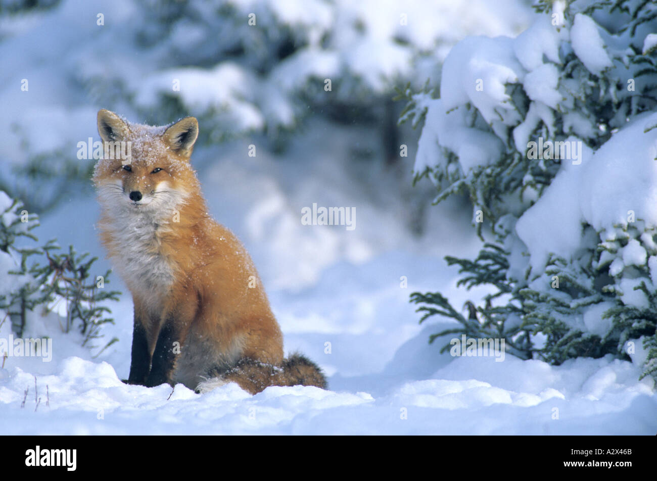 Red Fox Anticosti Island Quebec Province Canada Stock Photo - Alamy