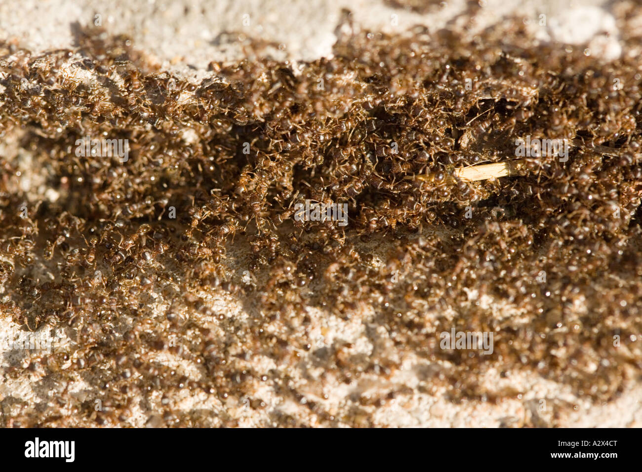 Formicidae insects hi-res stock photography and images - Alamy