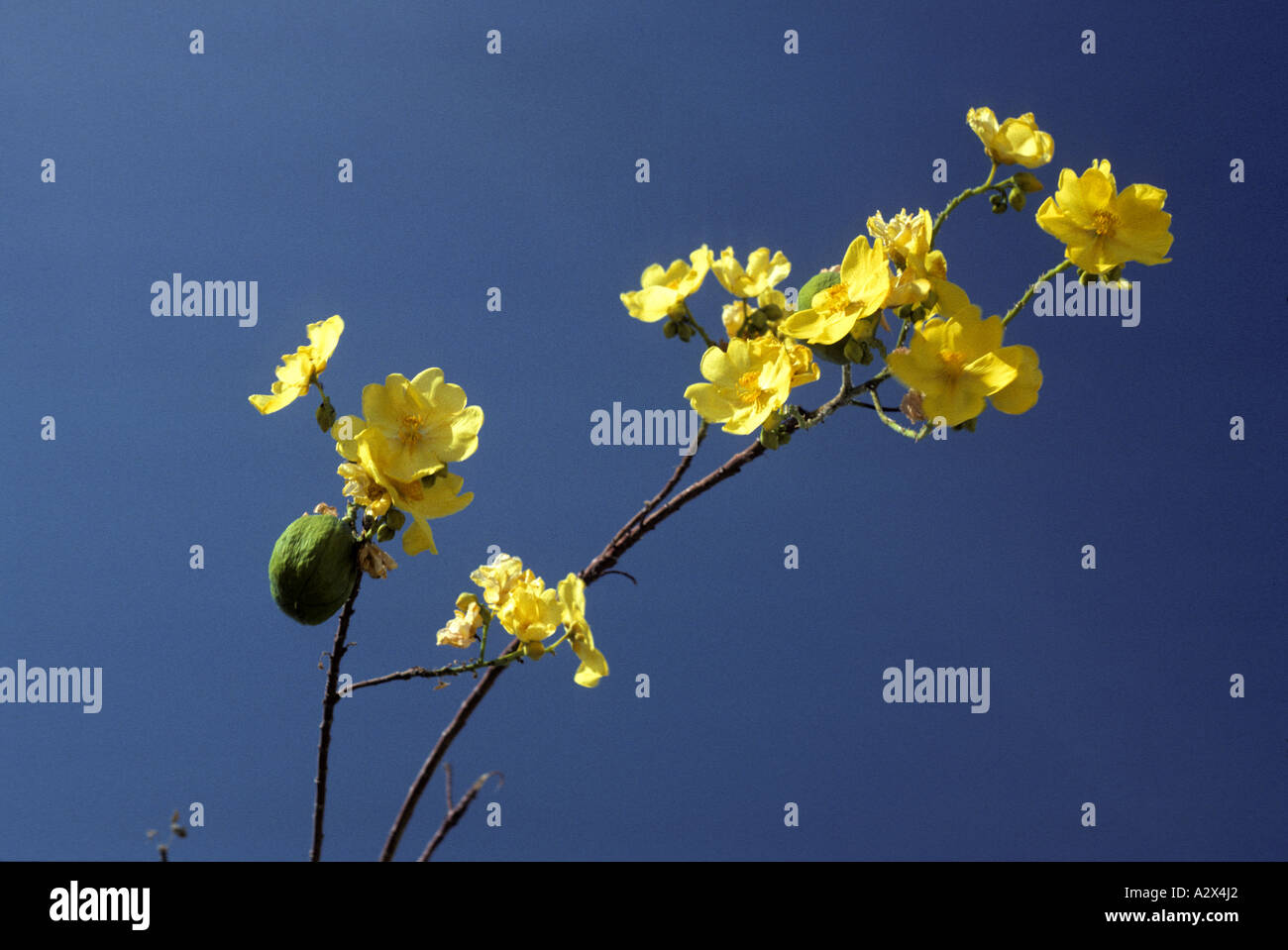 Kapok tree Kimberleys Western Australia Stock Photo - Alamy