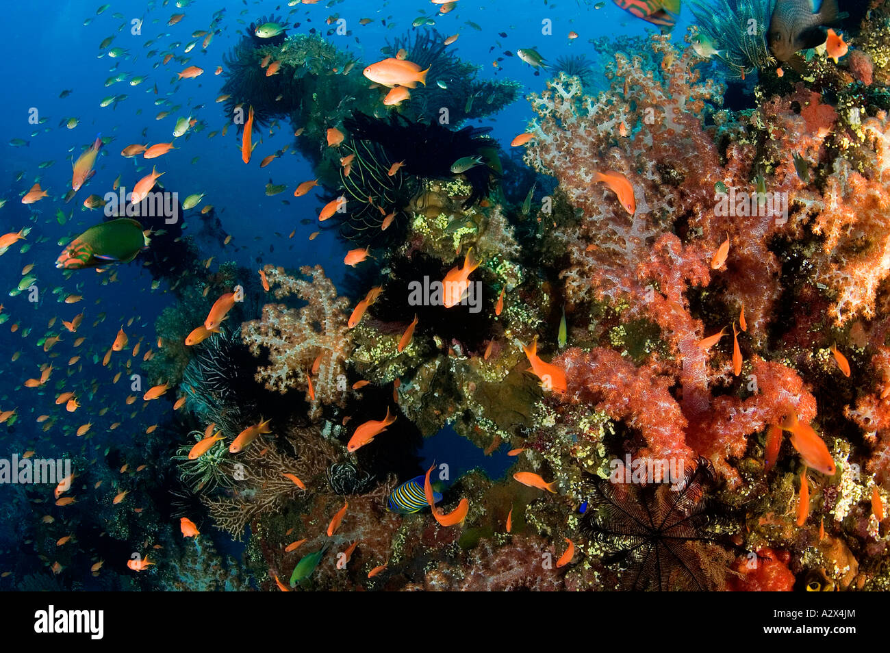 Reef scenic, Bali Indonesia Stock Photo - Alamy