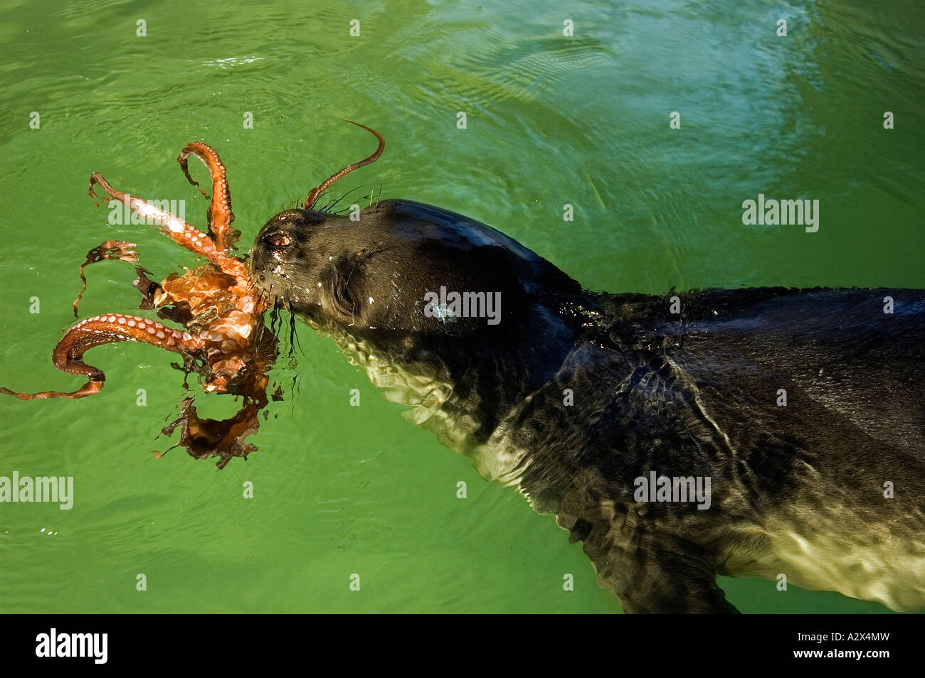 Orphan Mediterranean Monk Seal Badem catching a live octopus in her ...