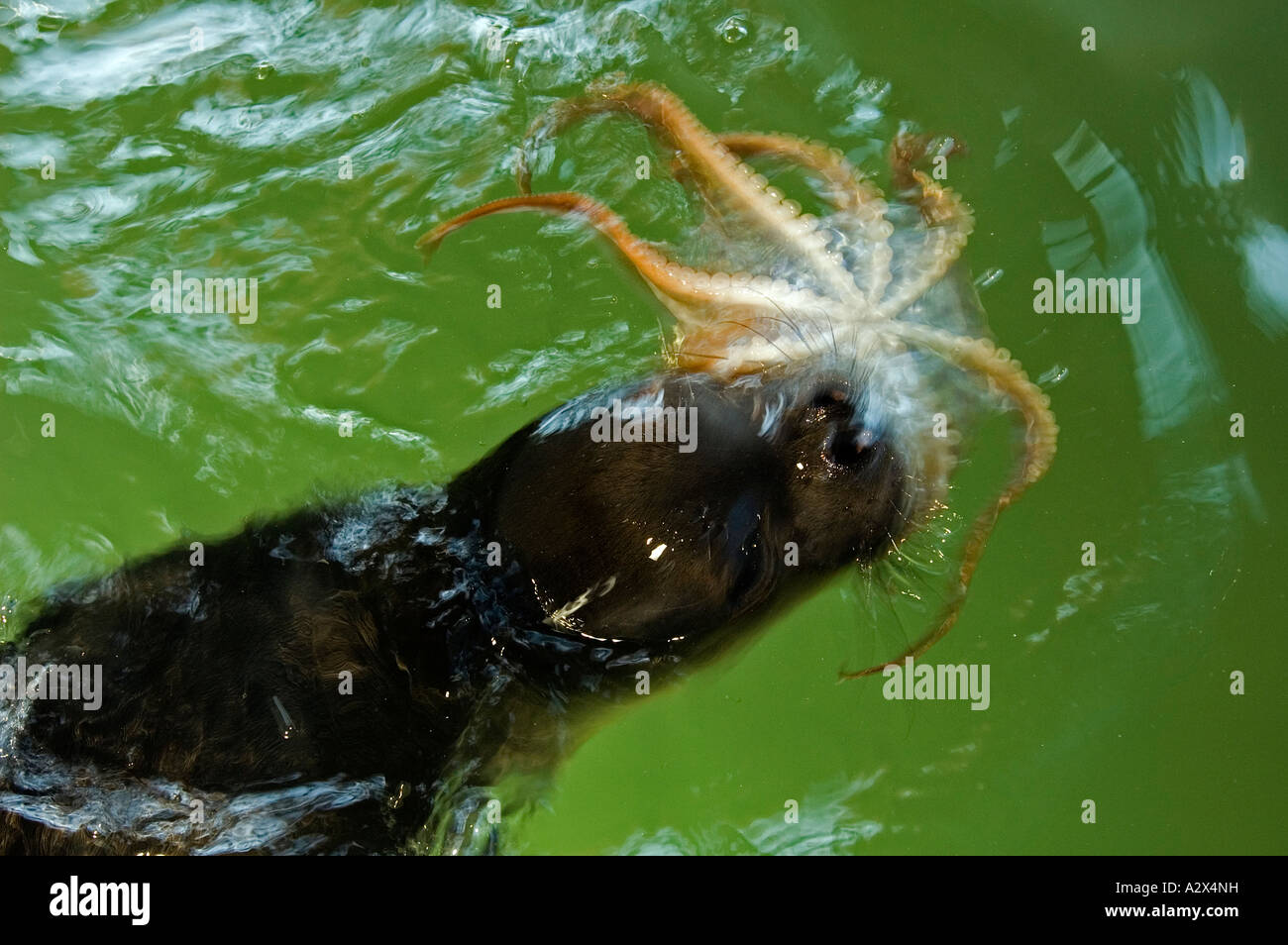 Orphan Mediterranean Monk Seal Badem catching a live octopus in her ...