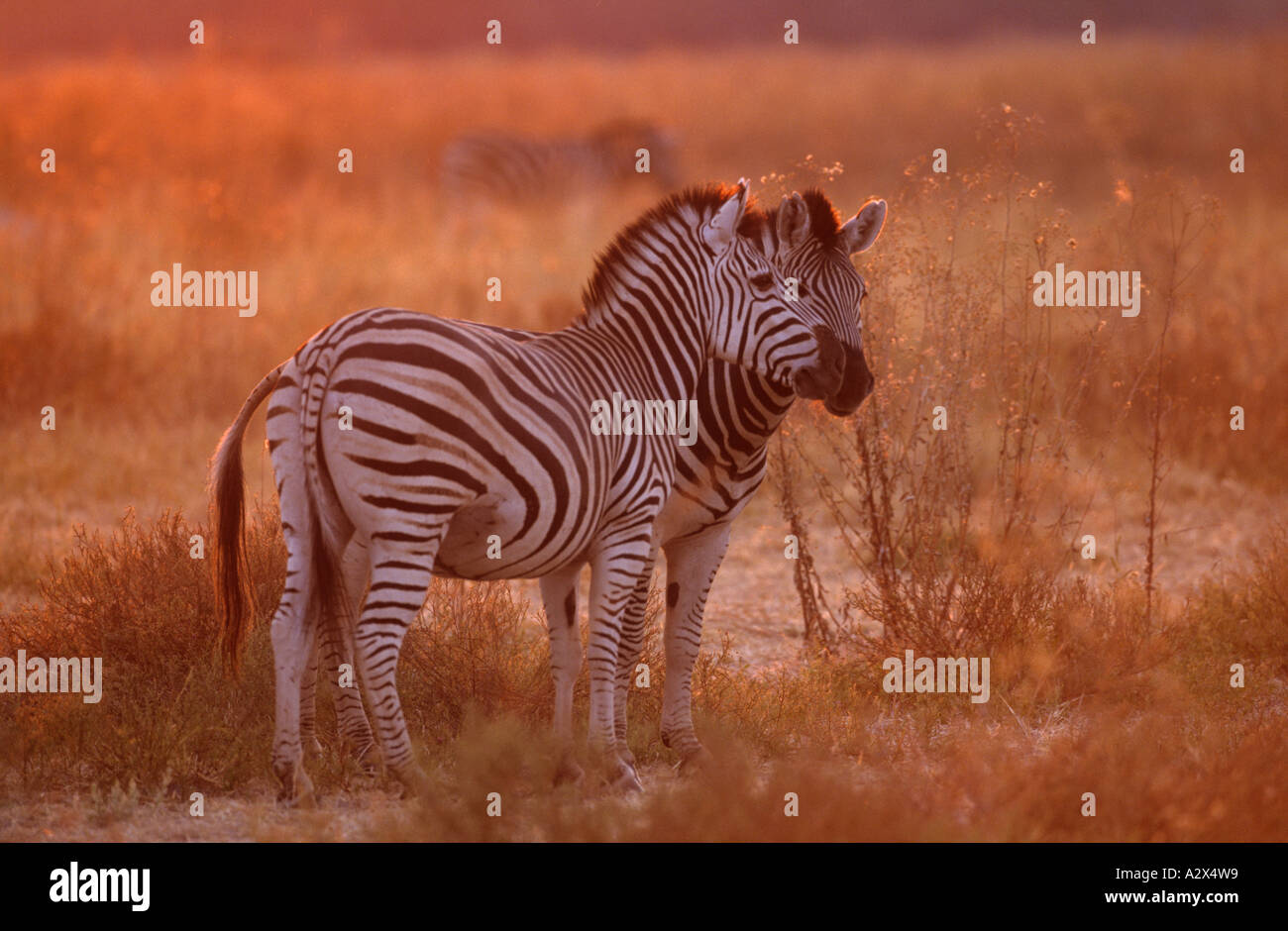Burchells Zebra Equys burchelli Okavango Botswana Africa Stock Photo ...